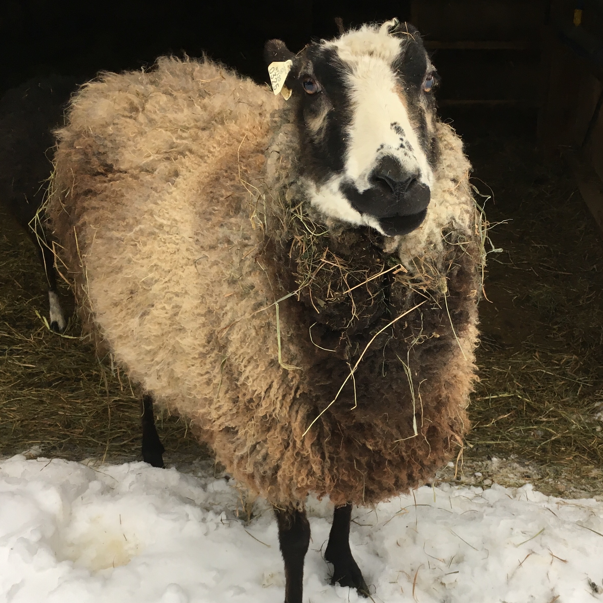 Phoebe – gage hill crafts