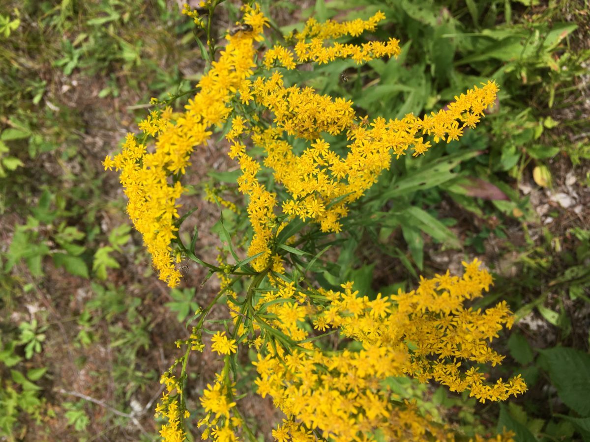 Dye with Goldenrod for Vivid Yellow – gage hill crafts